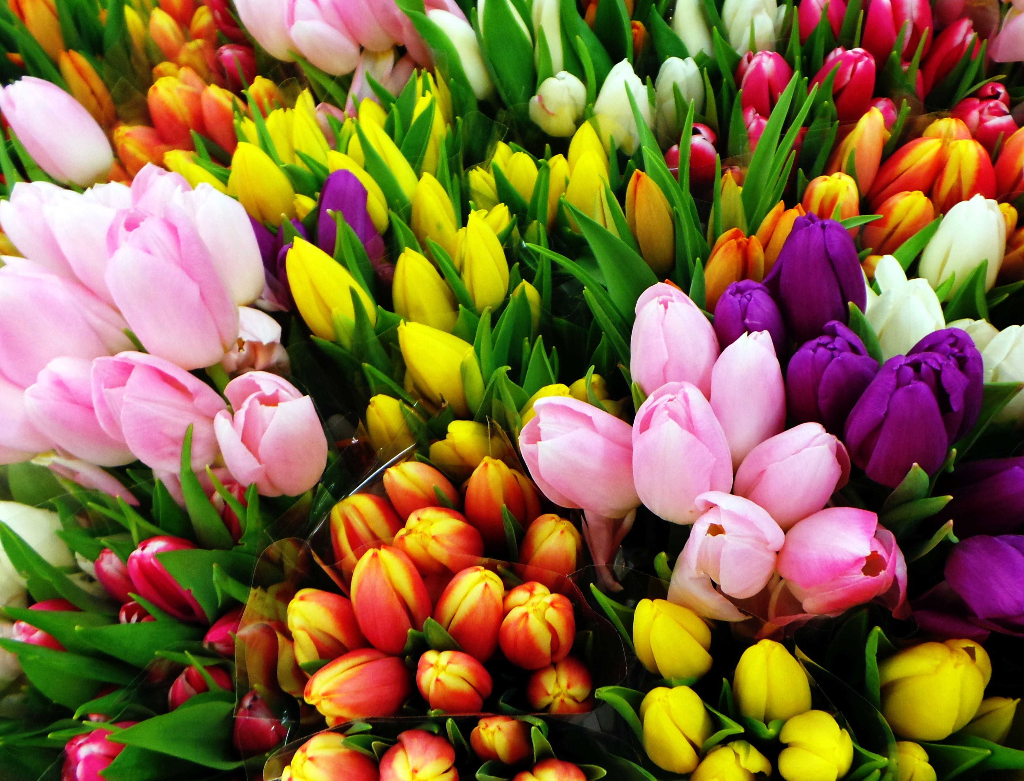Choosing Flowers Based On Symbolism Blog Universal Life Church Canada